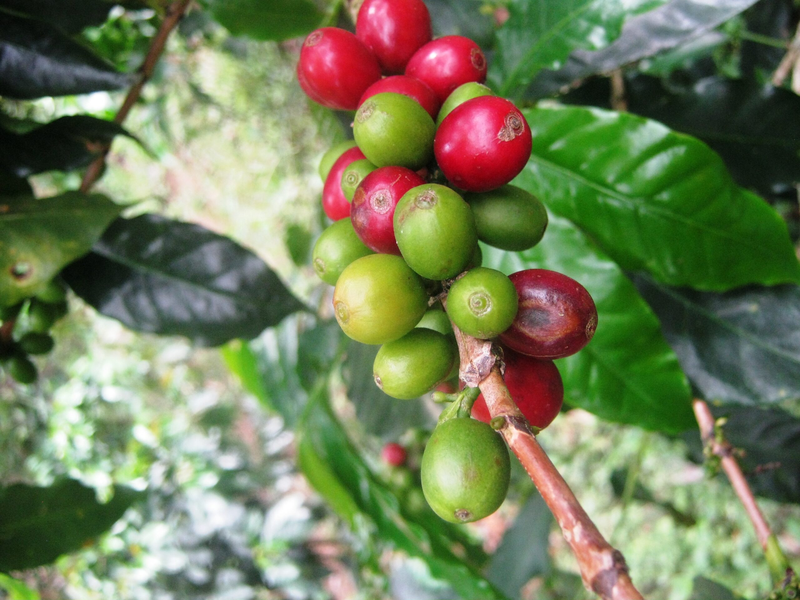 Experiencia de Brigitte Contreras Abalos – Voluntariado UPCM